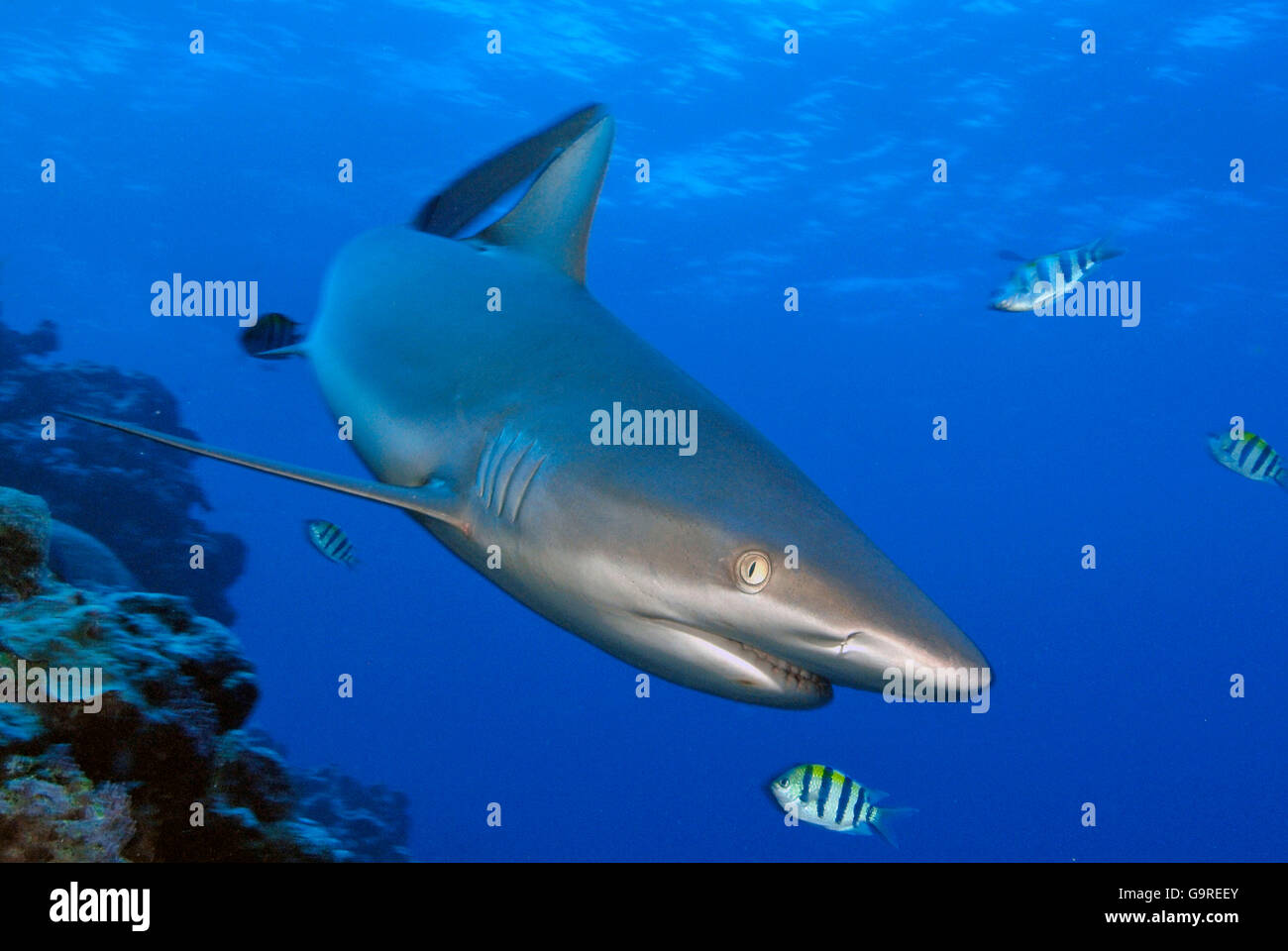 Grey reed shark hi-res stock photography and images - Alamy