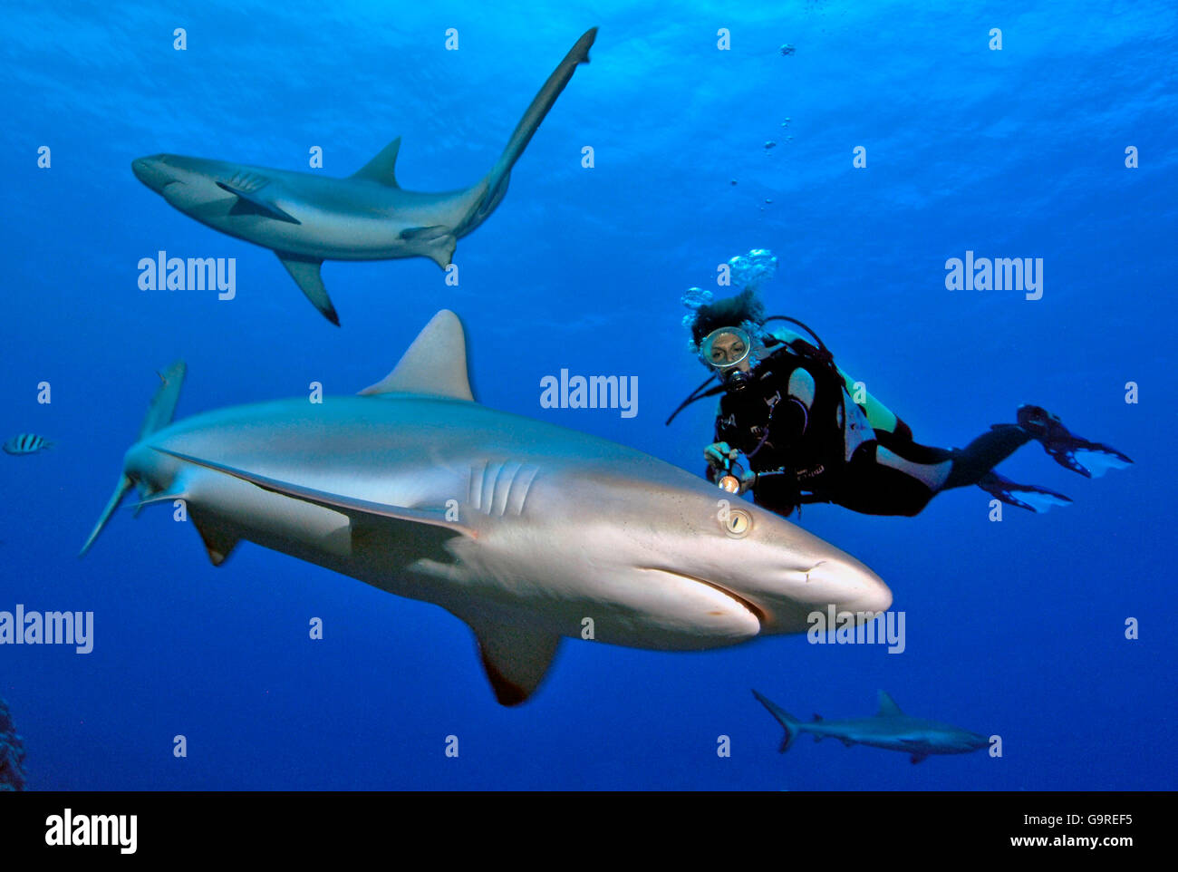 Diver with Grey Reef Sharks, Yap, Micronesia / (Carcharhinus amblyrhynchos, Carcharhinus ...