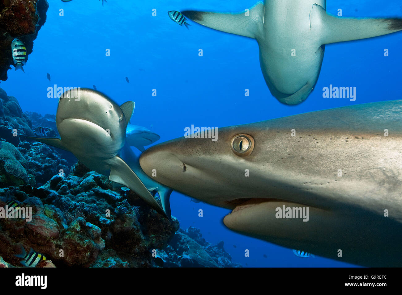 Grey Reef Sharks, Yap, Micronesia / (Carcharhinus amblyrhynchos ...