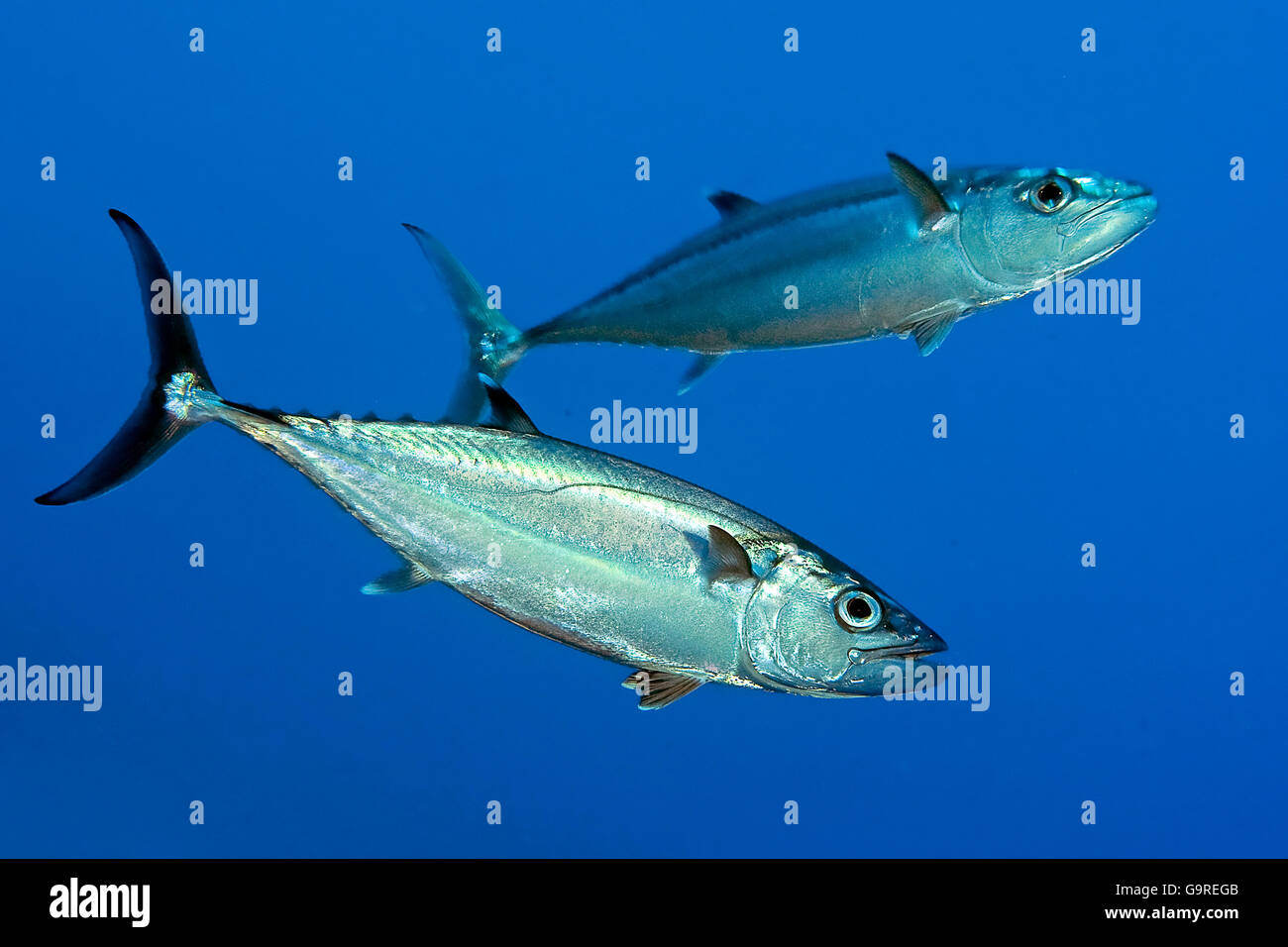 Gymnosarda unicolor hi-res stock photography and images - Alamy