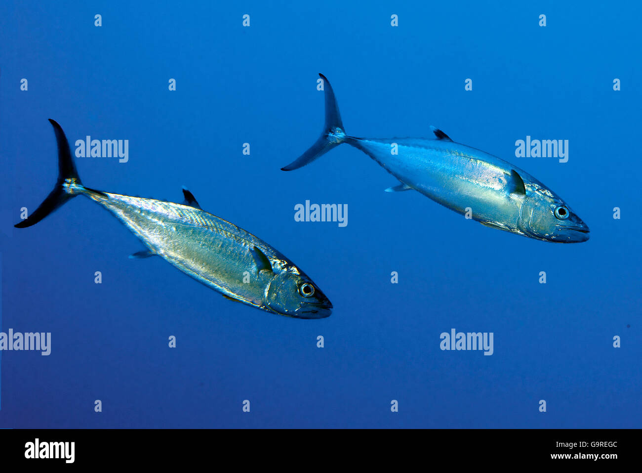 Dogtooth tuna hi-res stock photography and images - Alamy