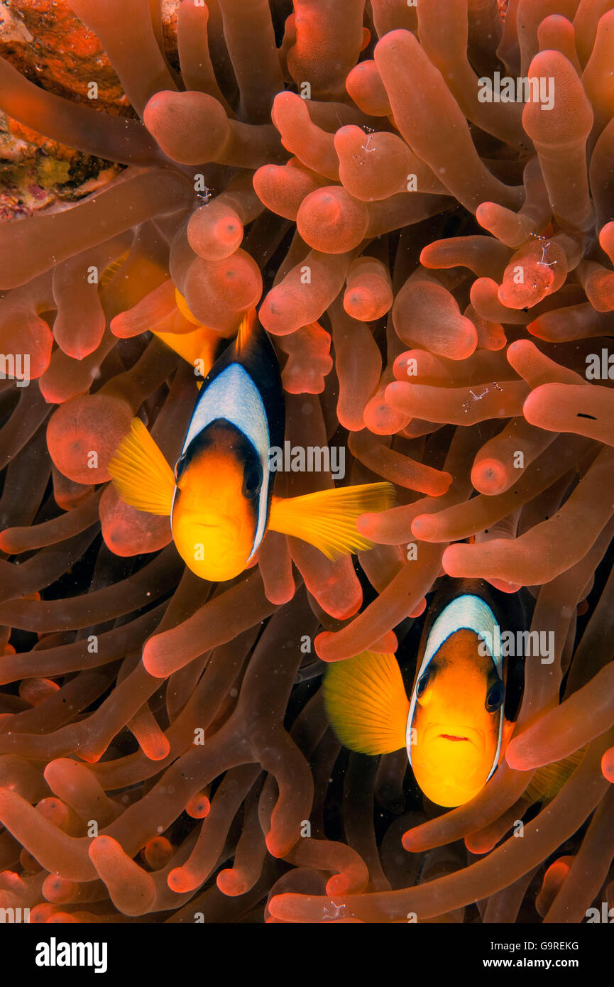 Red Sea Clown Fish, Red Sea / (Amphiprion bicinctus) / Clownfish Stock ...