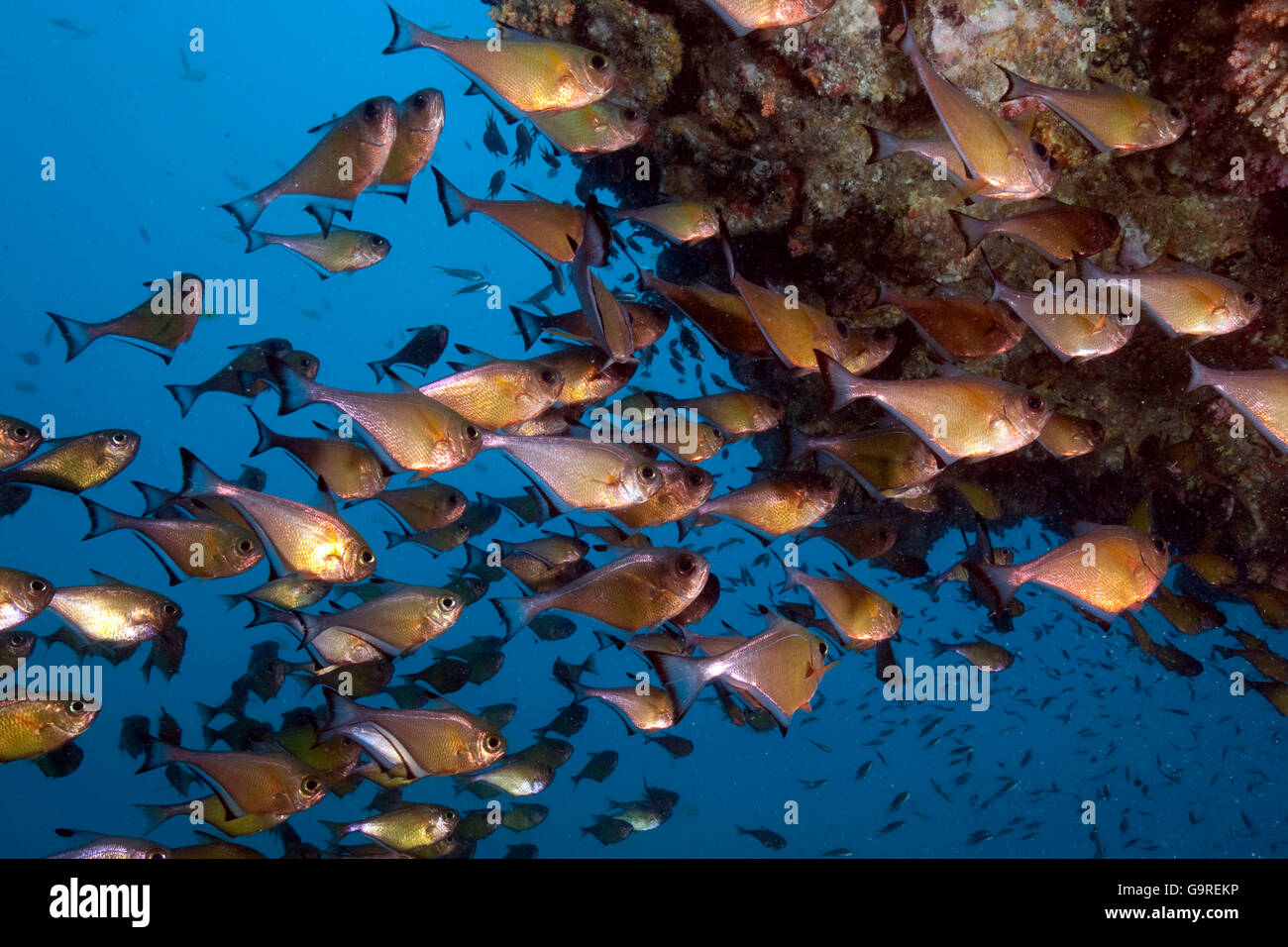 Sweepers / (Pempheris spec Stock Photo - Alamy
