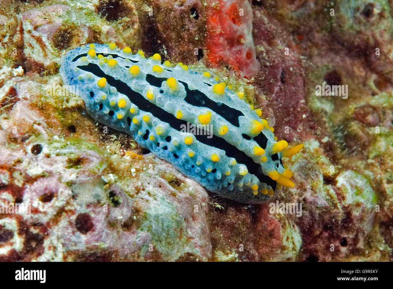 Phyllidia Varicosa High Resolution Stock Photography and Images - Alamy