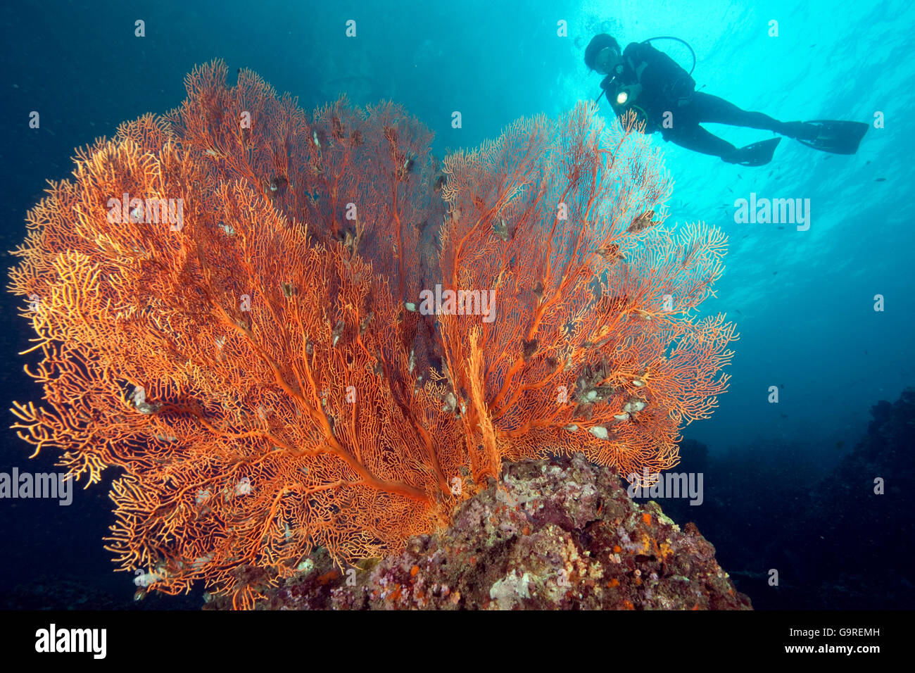 Fan coral hi-res stock photography and images - Alamy