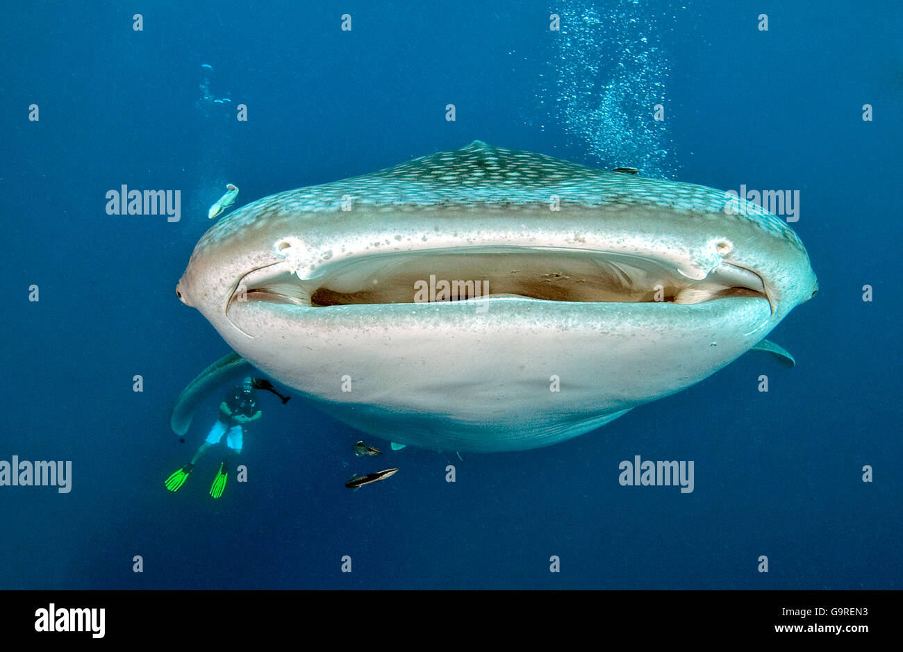 Whale Shark, Phuket, Similan islands, Andaman sea, Thailand ...