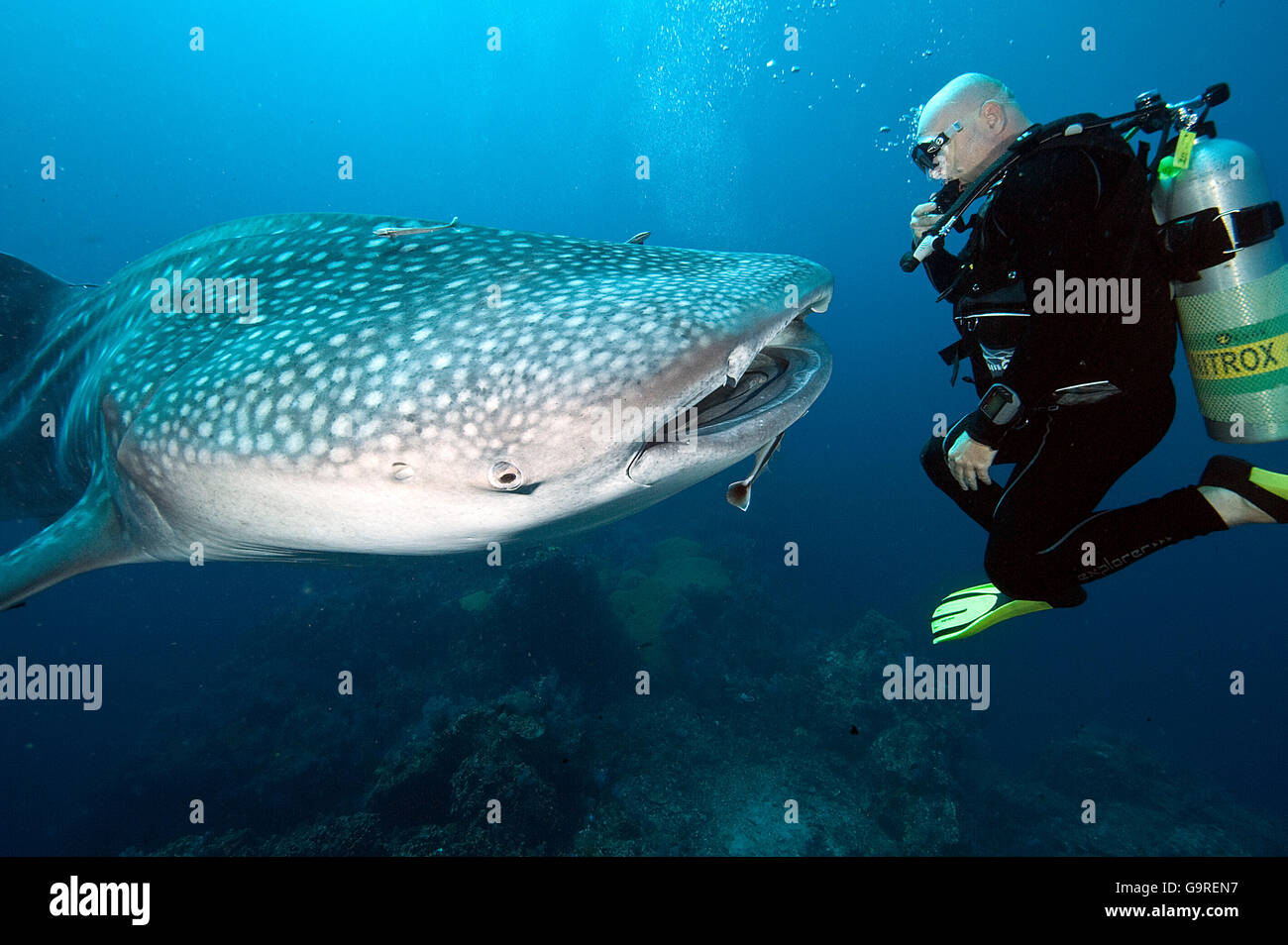 Diver and Whale Shark, Phuket, Similan islands, Andaman sea, Thailand ...
