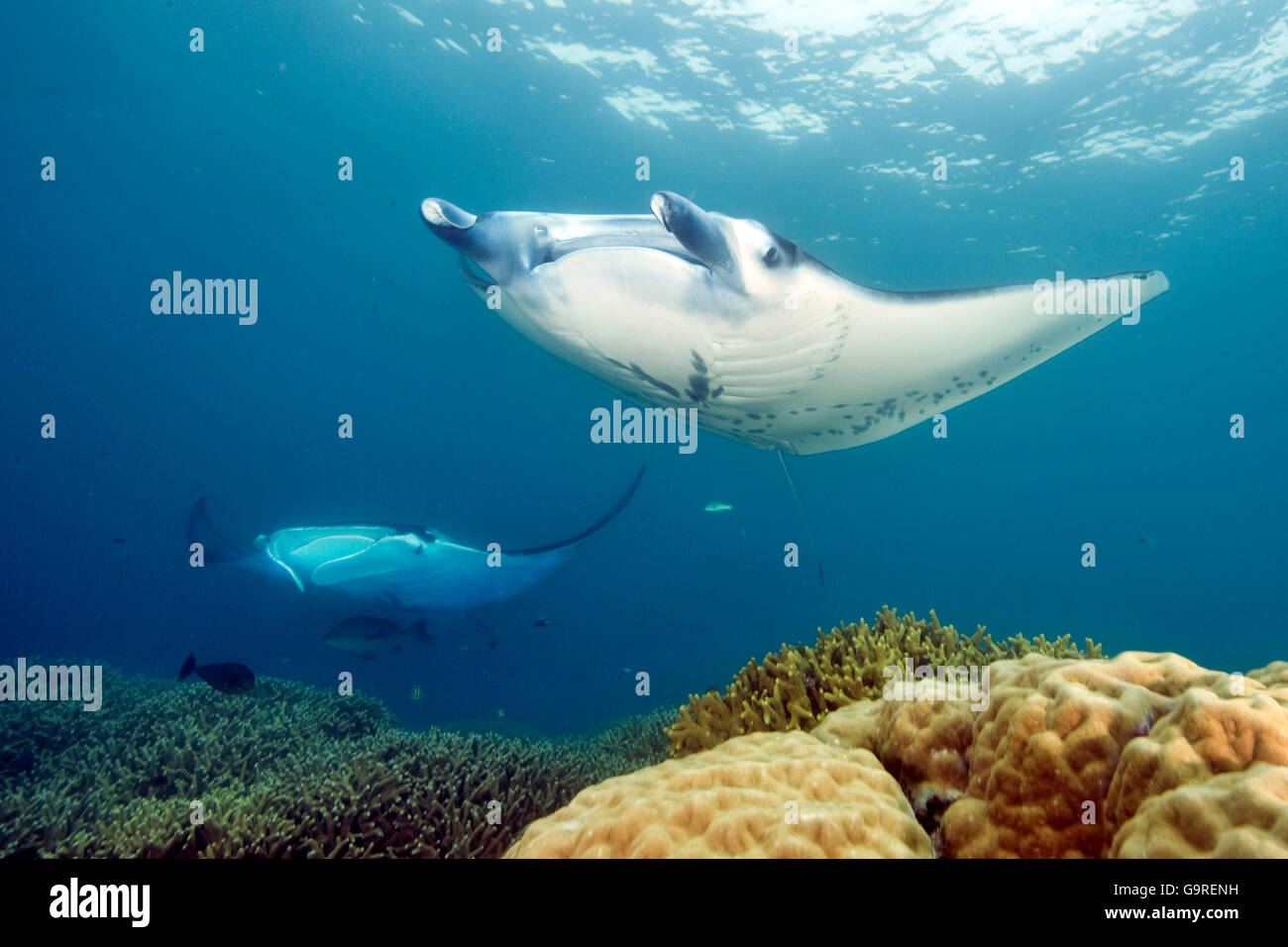 Manta, Yap, Micronesia / (Manta birostris) / Sting Ray, Devil's Ray ...