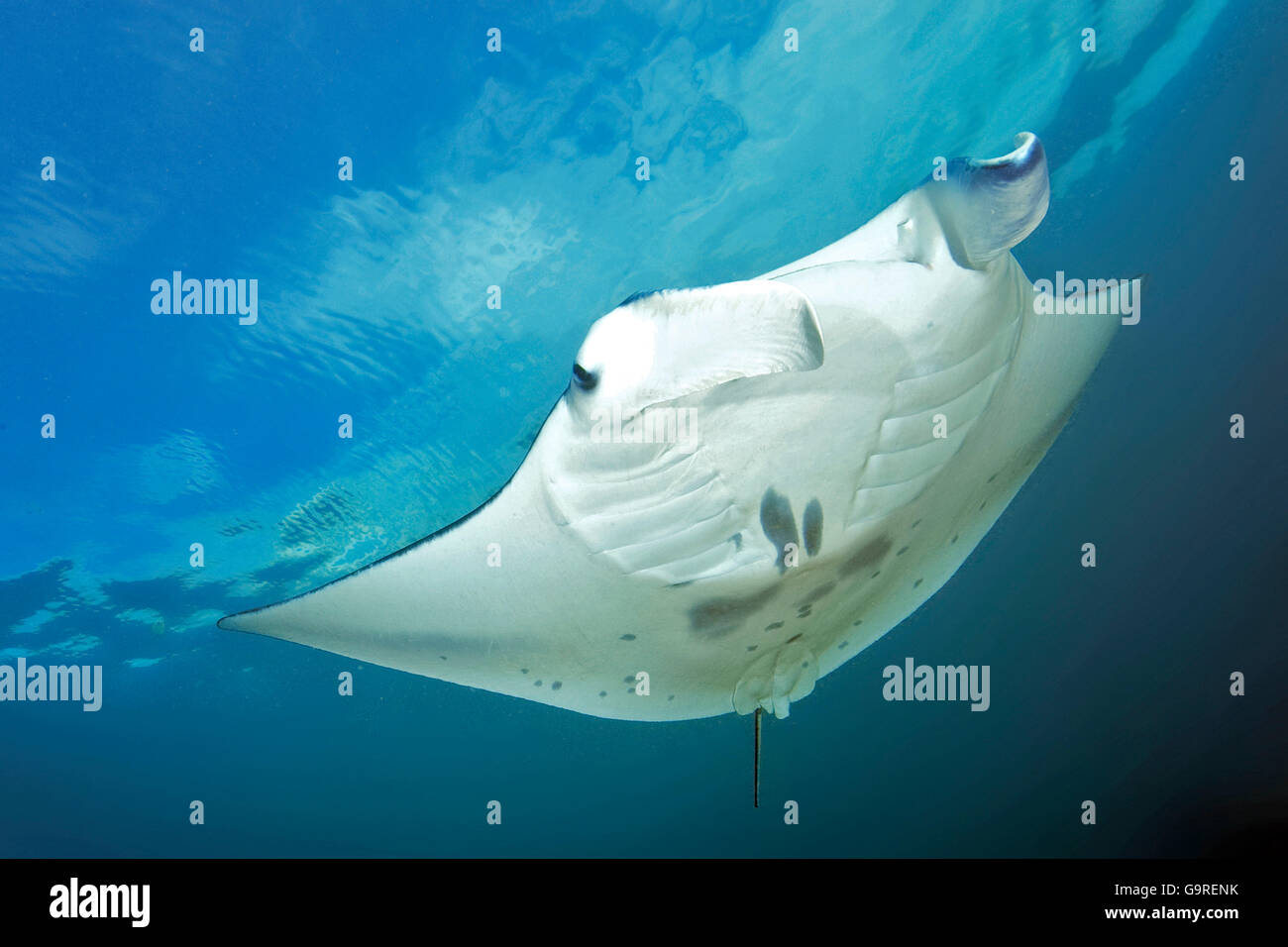 Manta, Yap, Micronesia / (Manta birostris) / Sting Ray, Devil's Ray ...