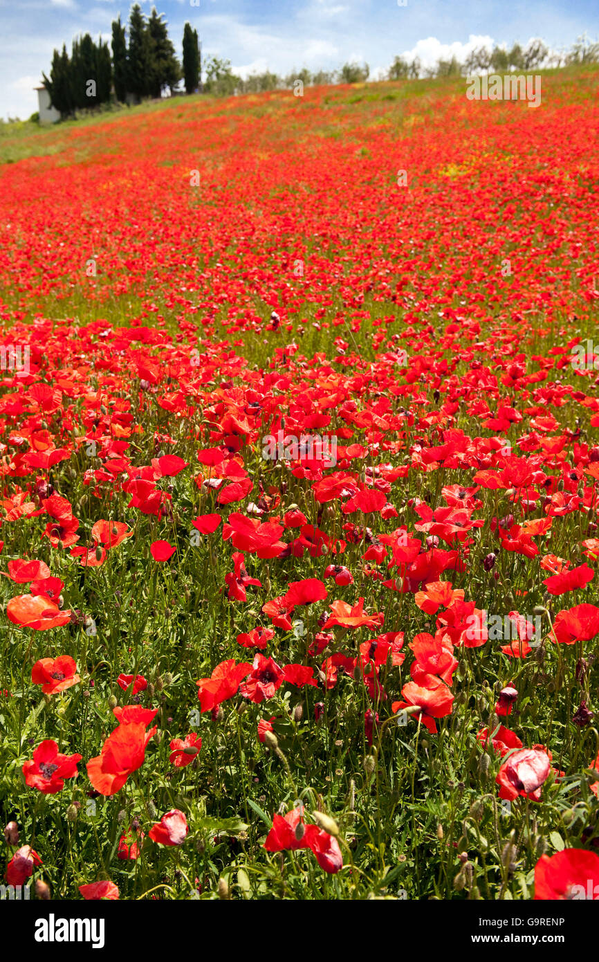 Common poppy hi-res stock photography and images - Alamy