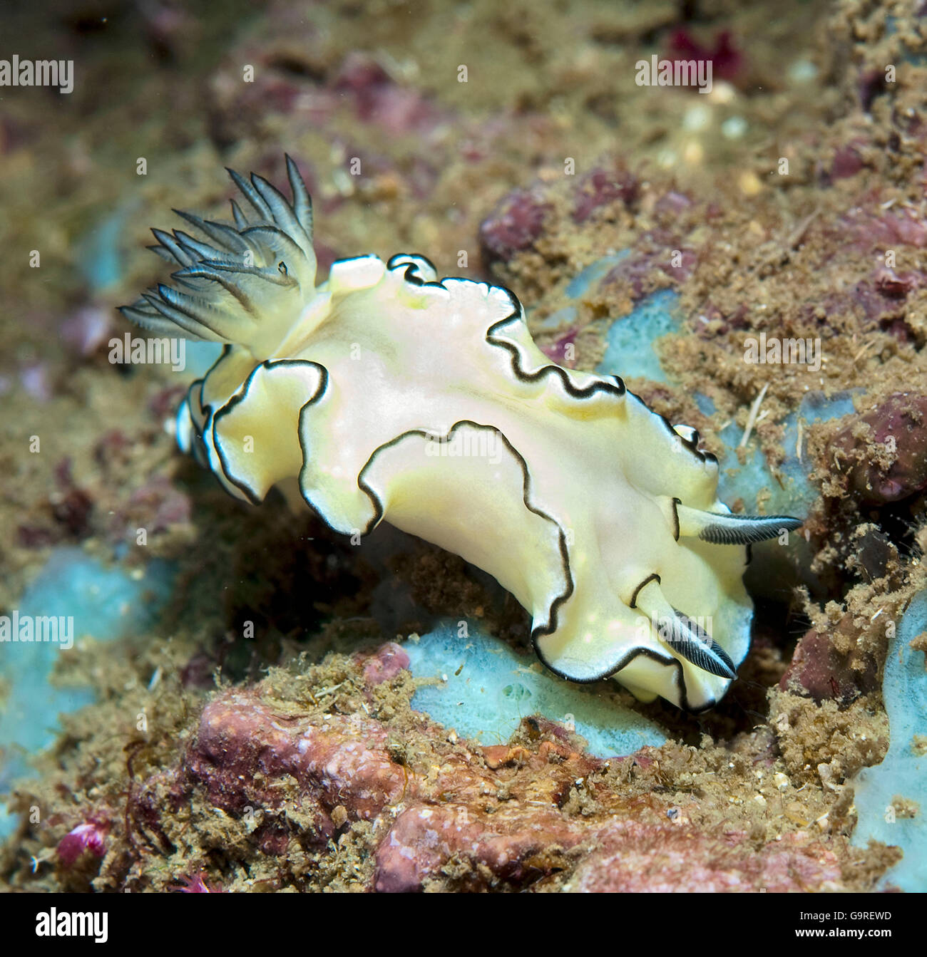 Black-spotted Glossodoris, Indonesia (Glossodoris atromarginata ...