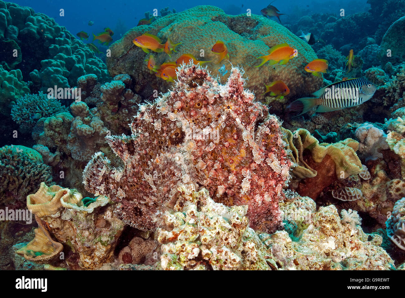 Giant Frogfish, Jordan / (Antennarius commersoni Stock Photo - Alamy
