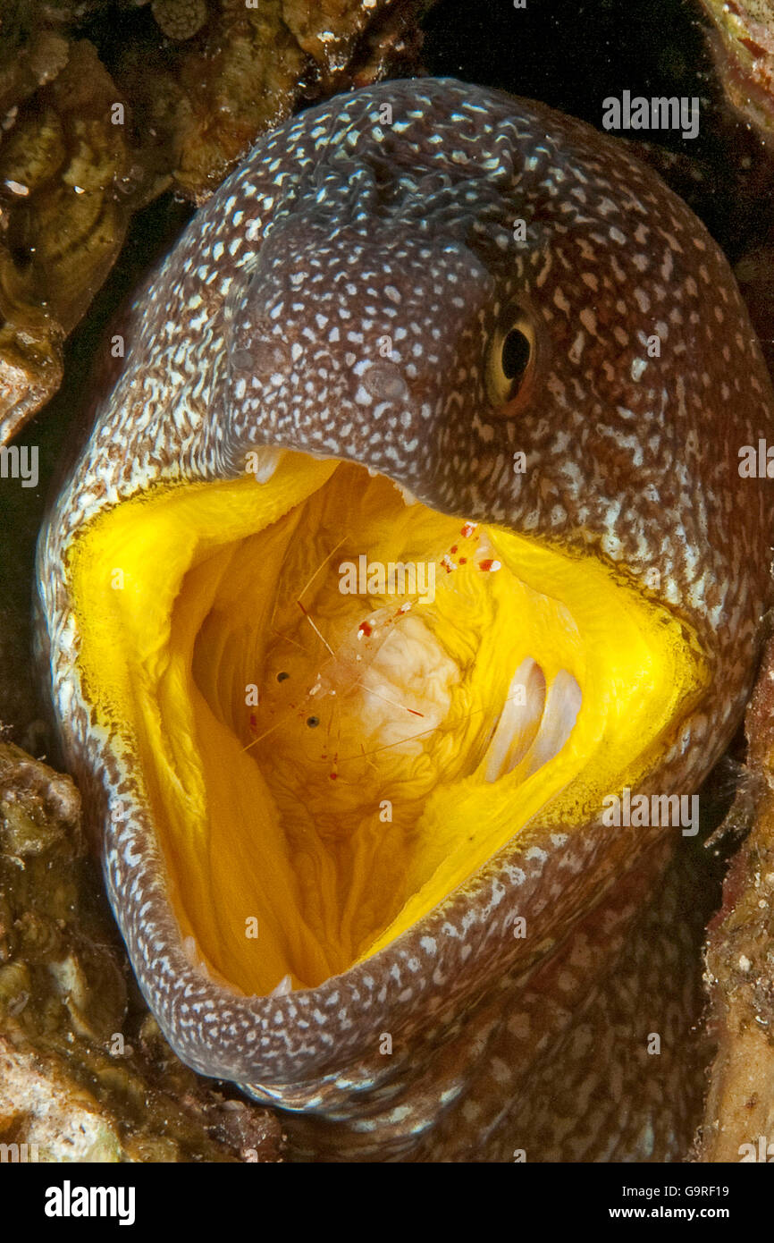 Yellow mouth moray eel and cleaner shrimp hi-res stock photography and ...