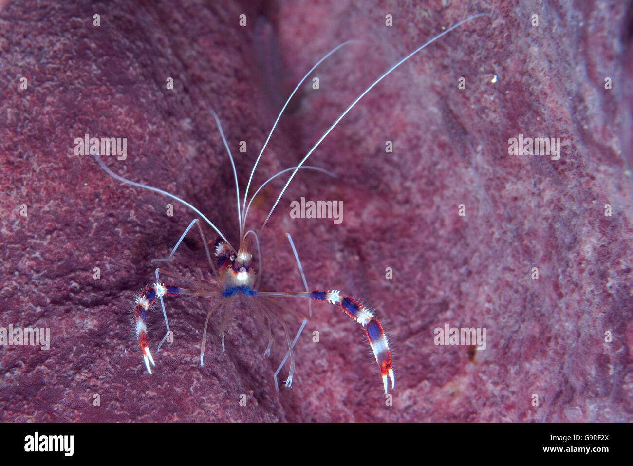 Banded Coral Shrimp, Thailand / (Stenopus hispidus Stock Photo - Alamy