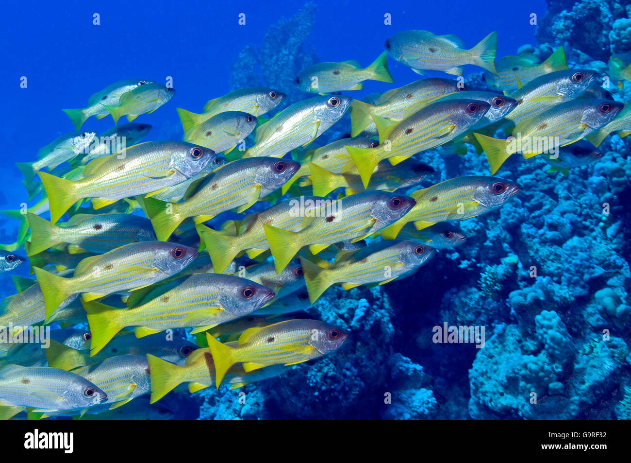 Ehrenbergs snapper hi-res stock photography and images - Alamy