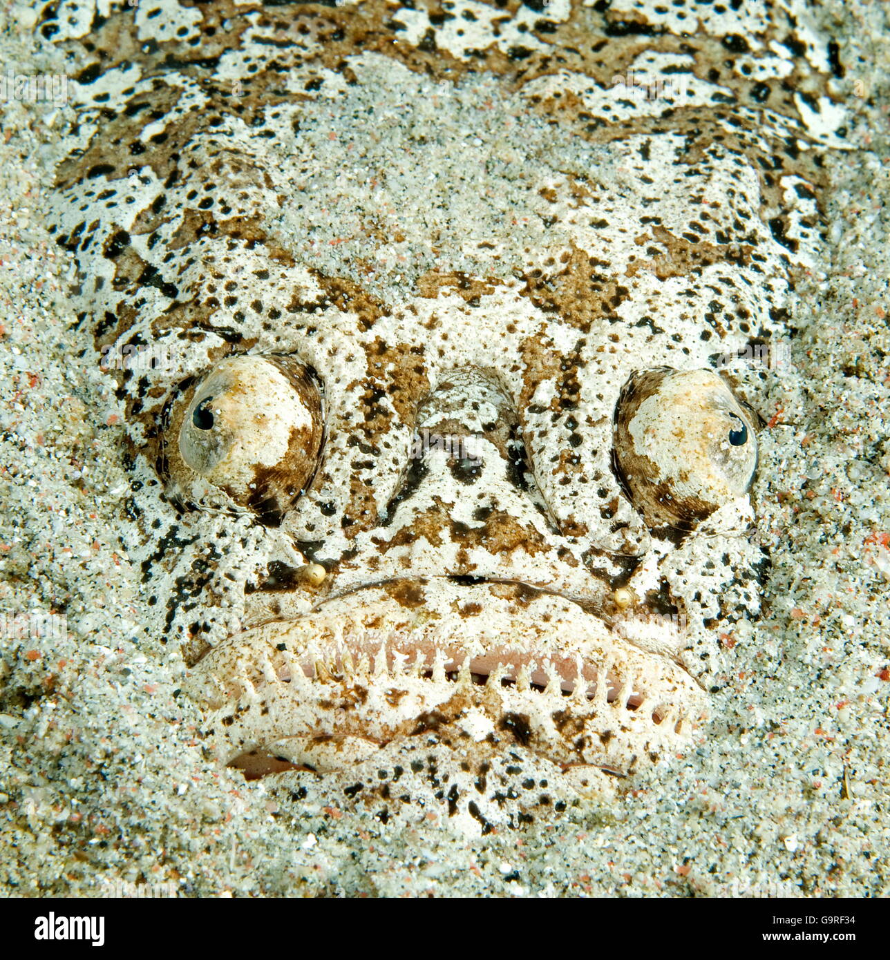 Marbled stargazer hi-res stock photography and images - Alamy