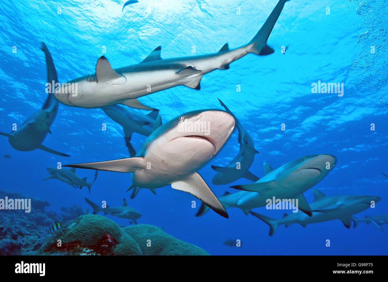 Grey Reef Shark and Blacktip Reef Shark / (Carcharhinus amblyrhynchos ...