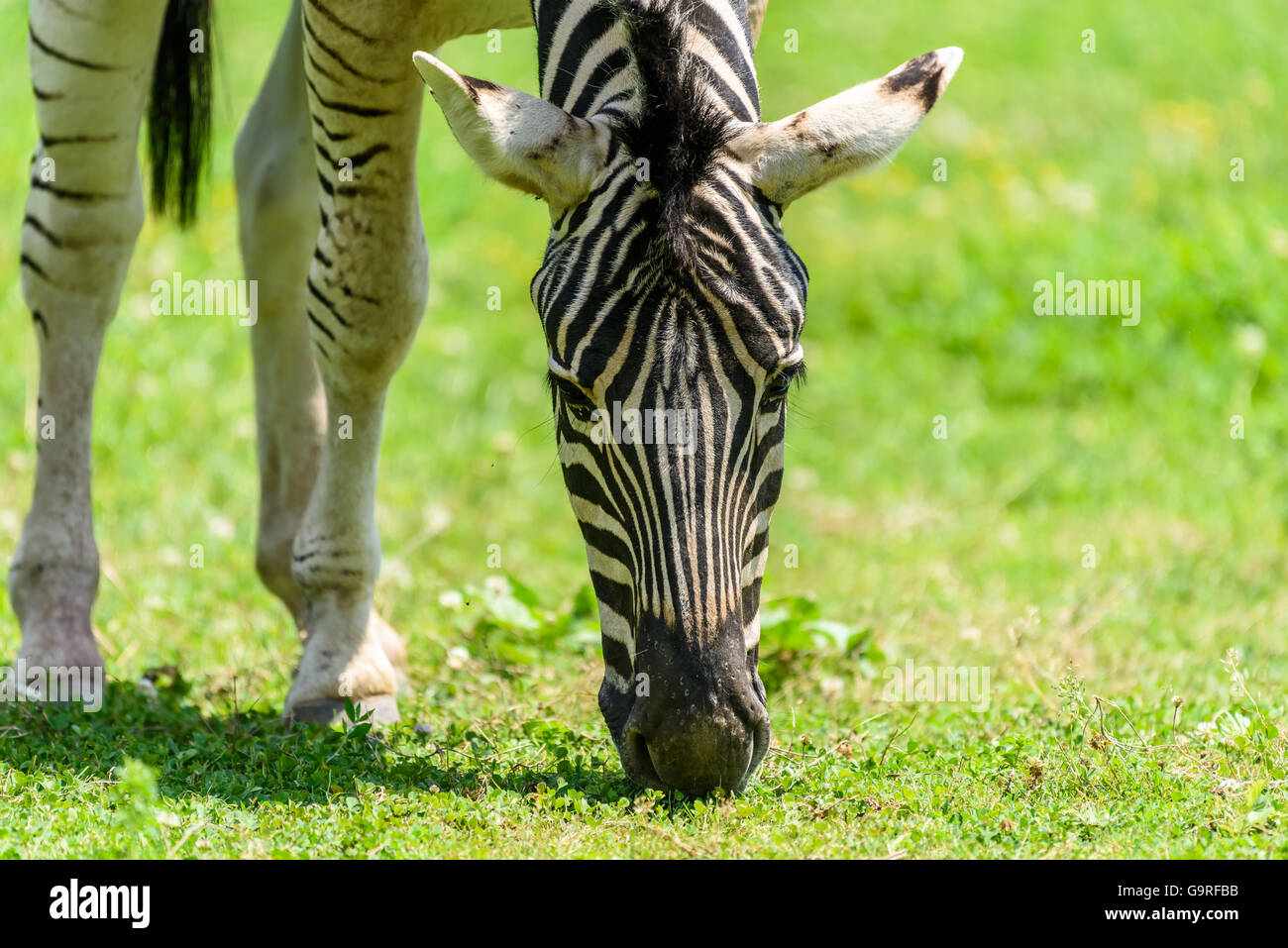 Zebra grazing savanna grassland hi-res stock photography and images - Alamy