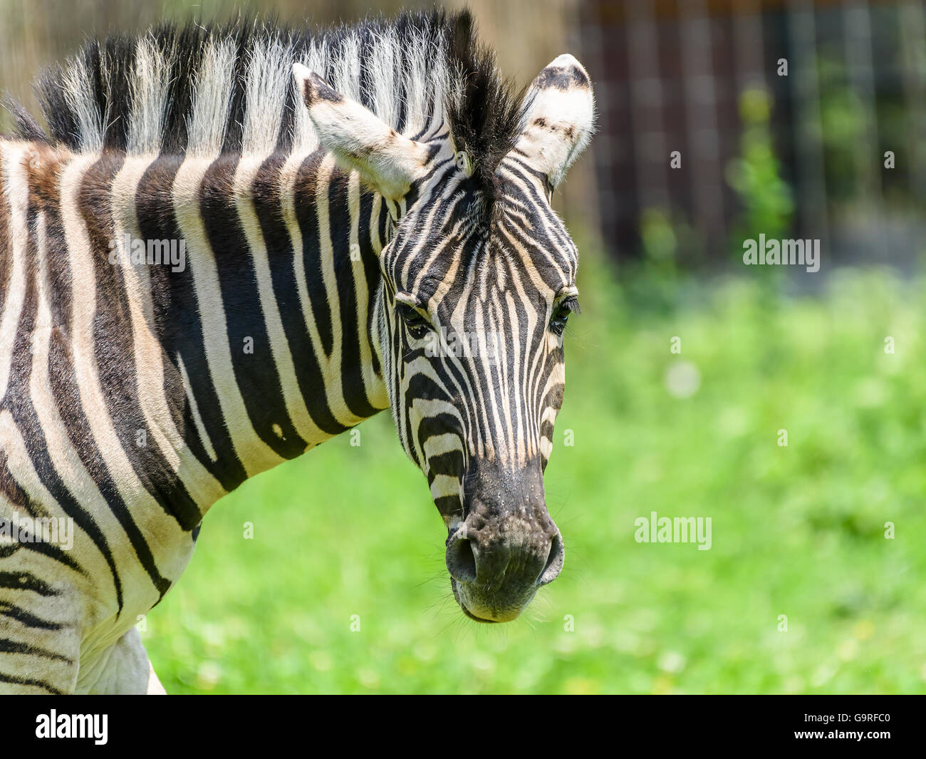 Wild Zebra Grazing On Fresh Green Grass Field Stock Photo - Alamy