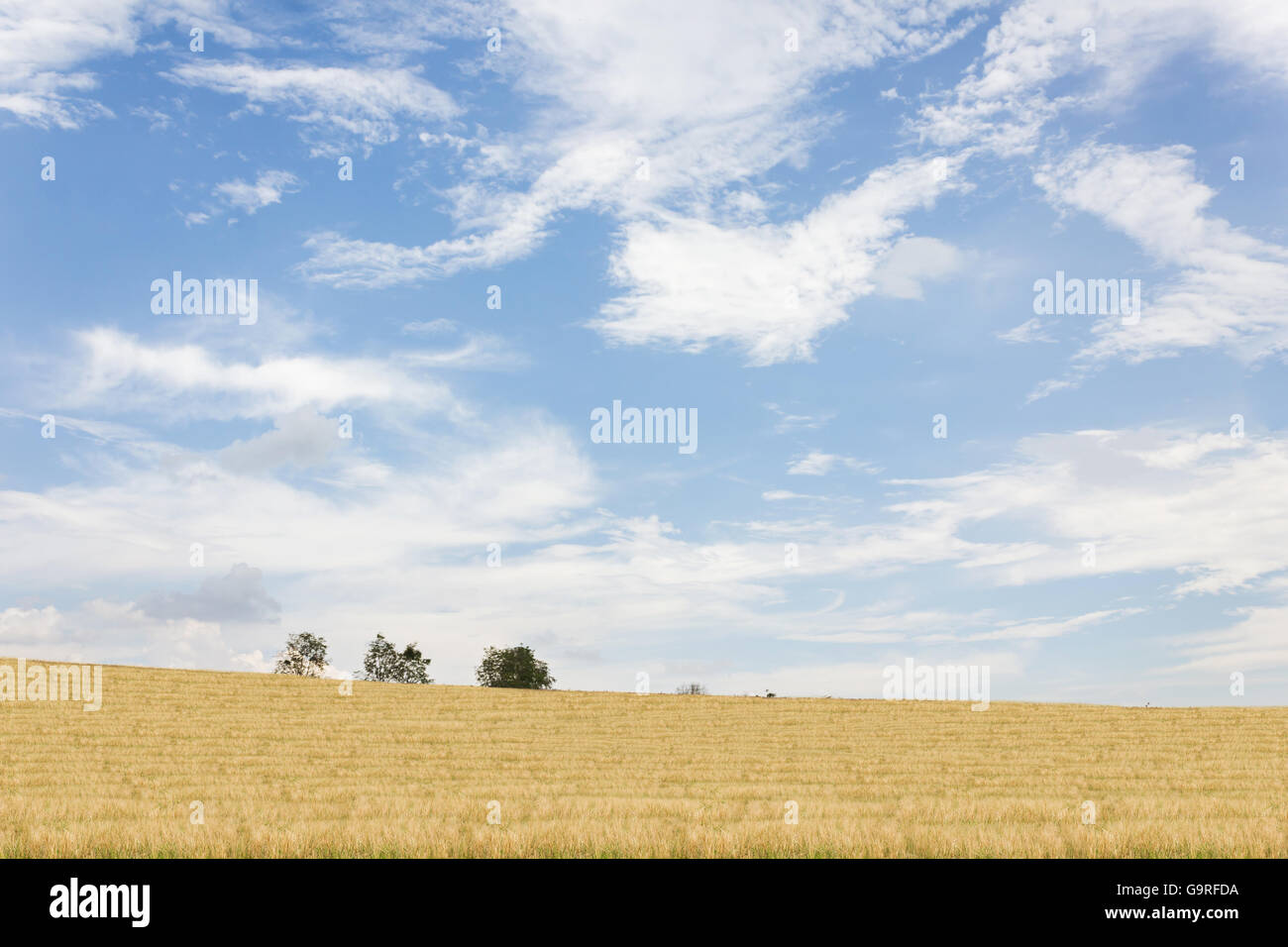 Nature landscape view of yellow soft golden grass field hill and puffy ...