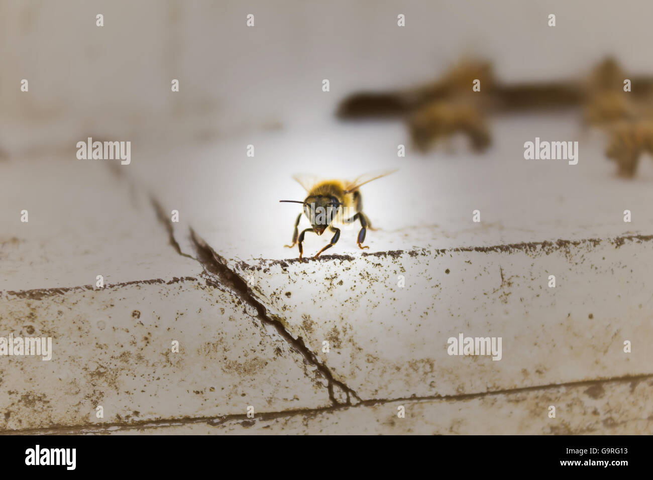 Blank space with bee hi-res stock photography and images - Alamy
