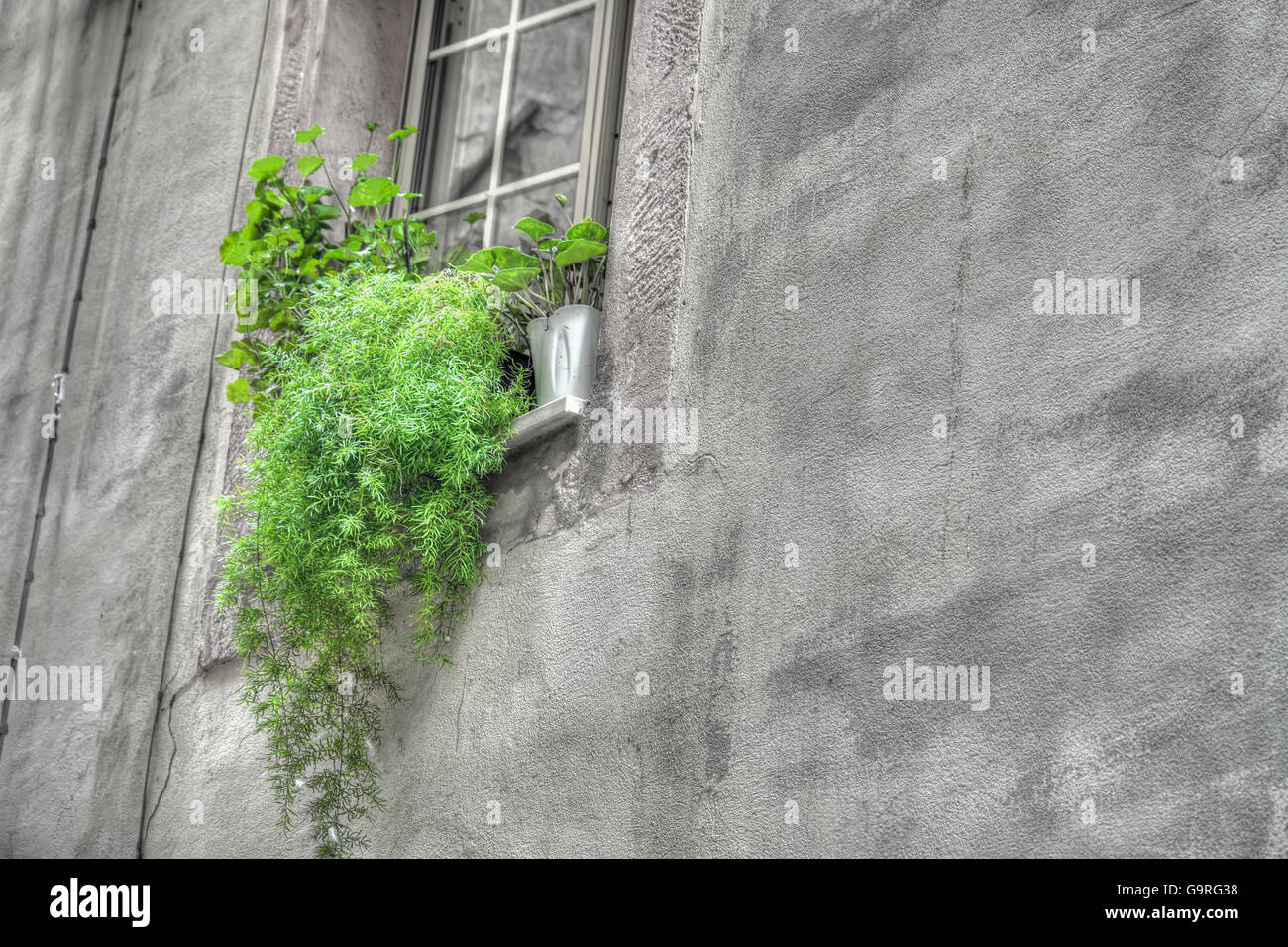 Green Plants In An Old Window Sill Shot In Bosa Processed For Selective Desaturation Effect 