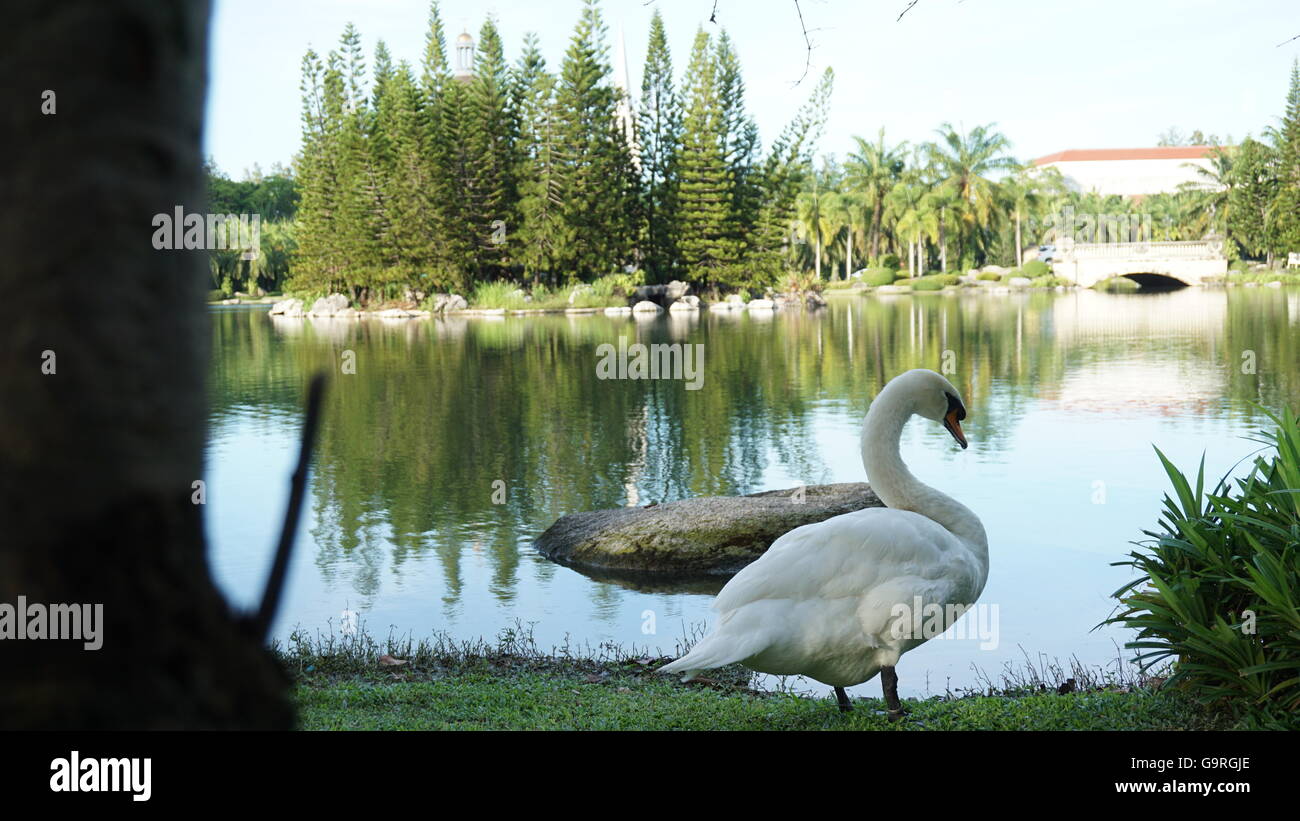 swan in a peaceful lake Stock Photo - Alamy