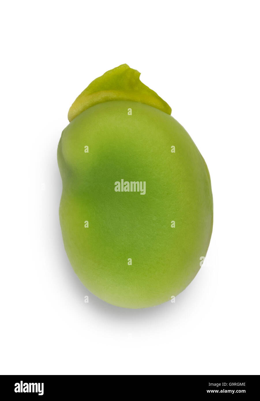 Single bean cutout hi-res stock photography and images - Alamy