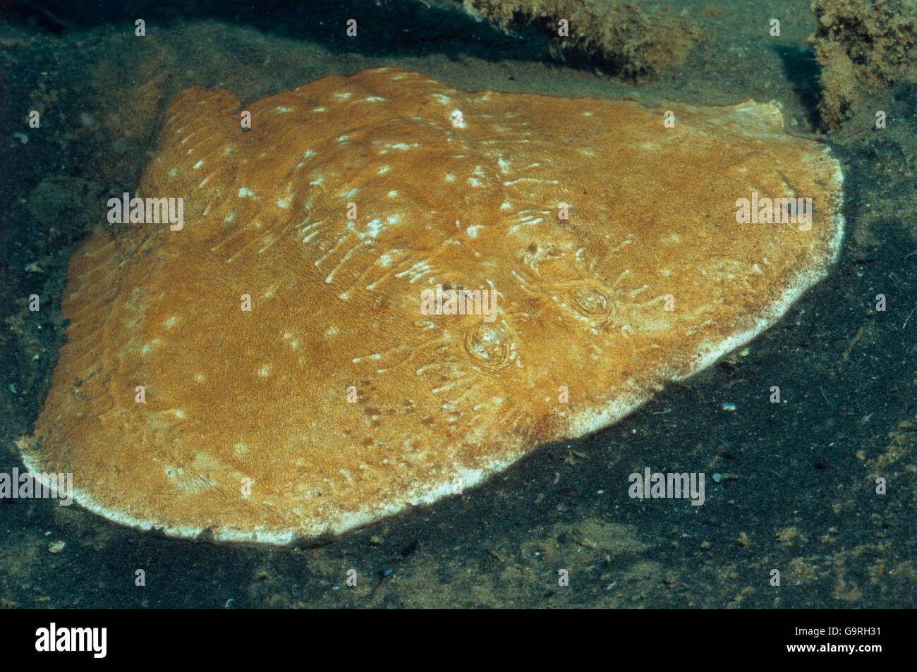Leopard torpedo ray hi-res stock photography and images - Alamy