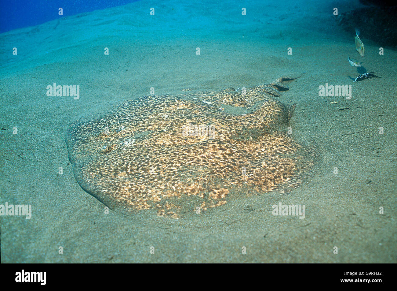 Marbled Torpedo Ray / (Torpedo marmorata Stock Photo - Alamy