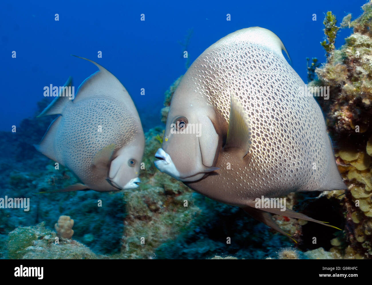 Grey Angelfish / (Pomacanthus arcuatus Stock Photo - Alamy