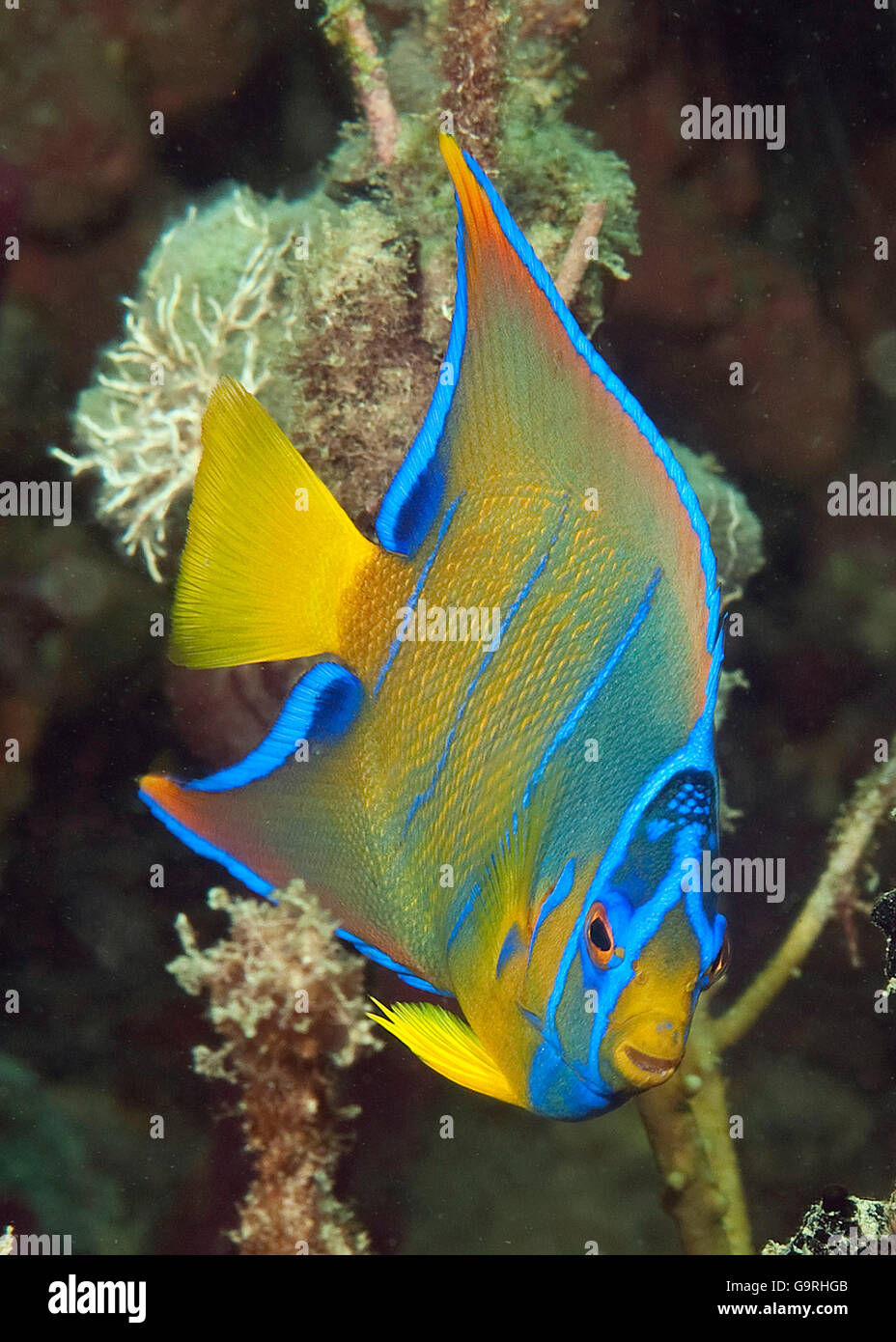 Queen Angelfish, Bahamas / (Holacanthus ciliaris Stock Photo - Alamy