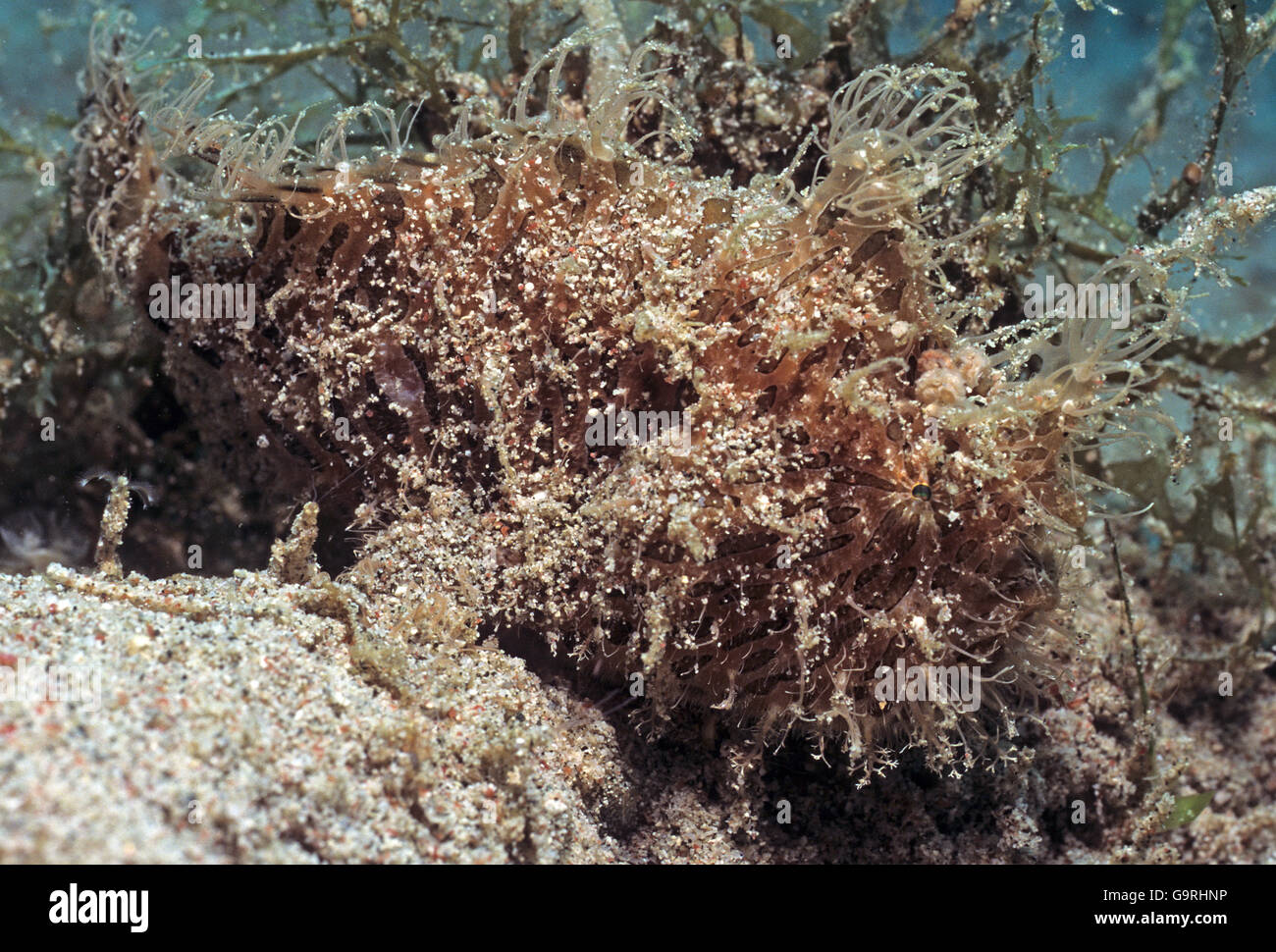 Hairy frogfish, Striated frogfish, Indo-Pacific, Philippines ...