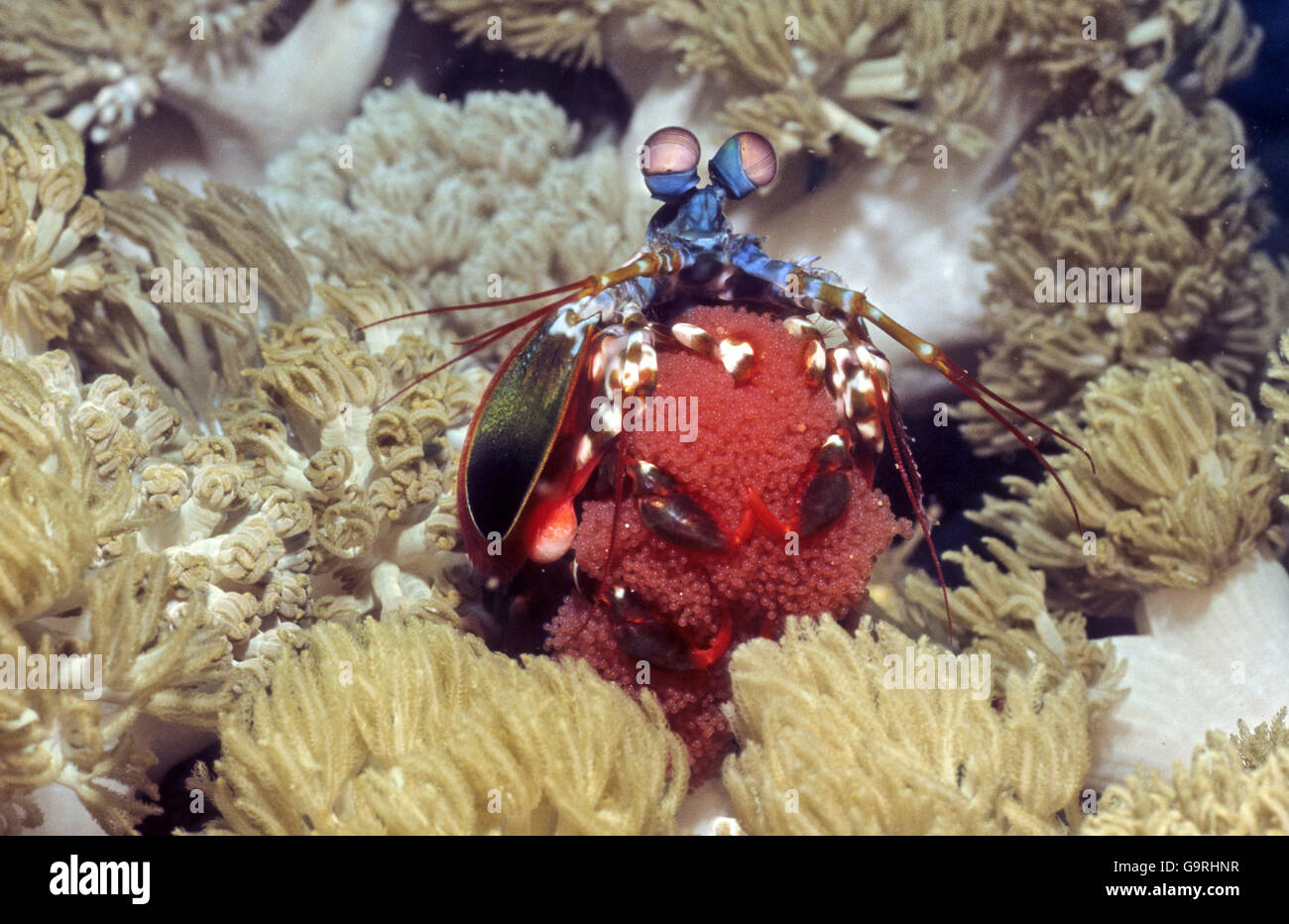 Peacock mantis shrimp, clutch, eggs, Indo-Pacific / (Odontodactylus ...