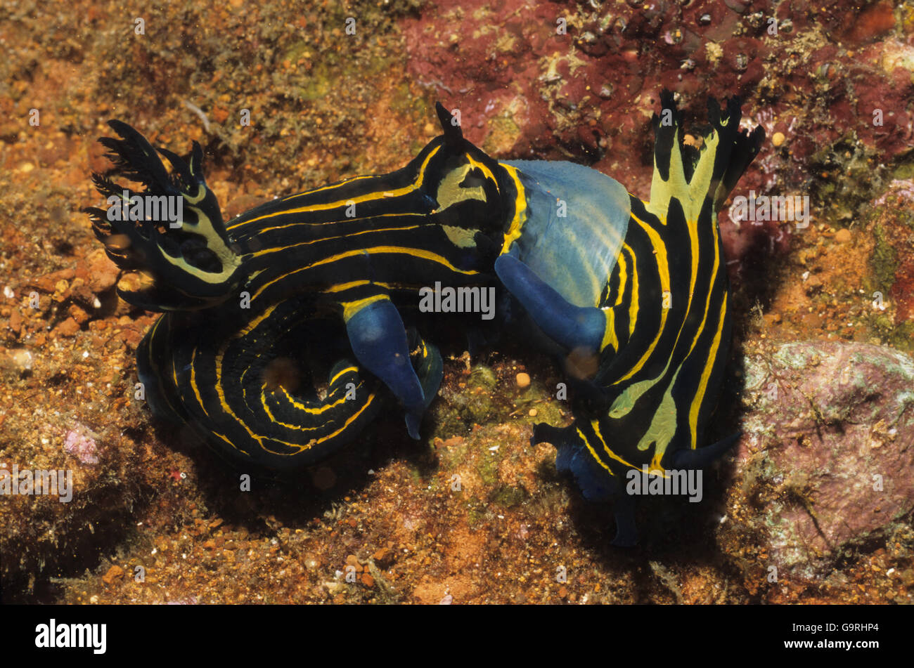 Eating another nudibranch hi-res stock photography and images - Alamy