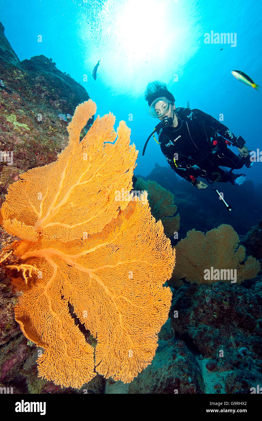 Diver giant sea fan mauritius hi-res stock photography and images - Alamy
