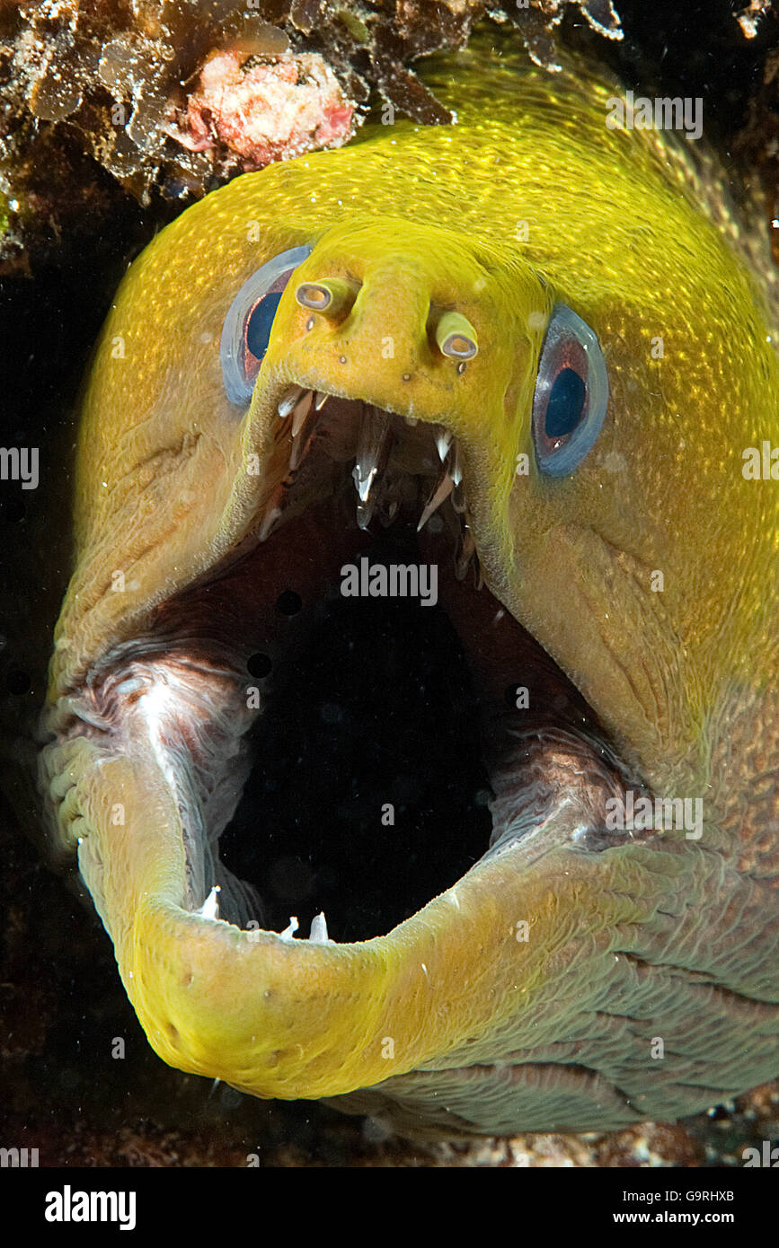 Yellow edged morays hi-res stock photography and images - Alamy