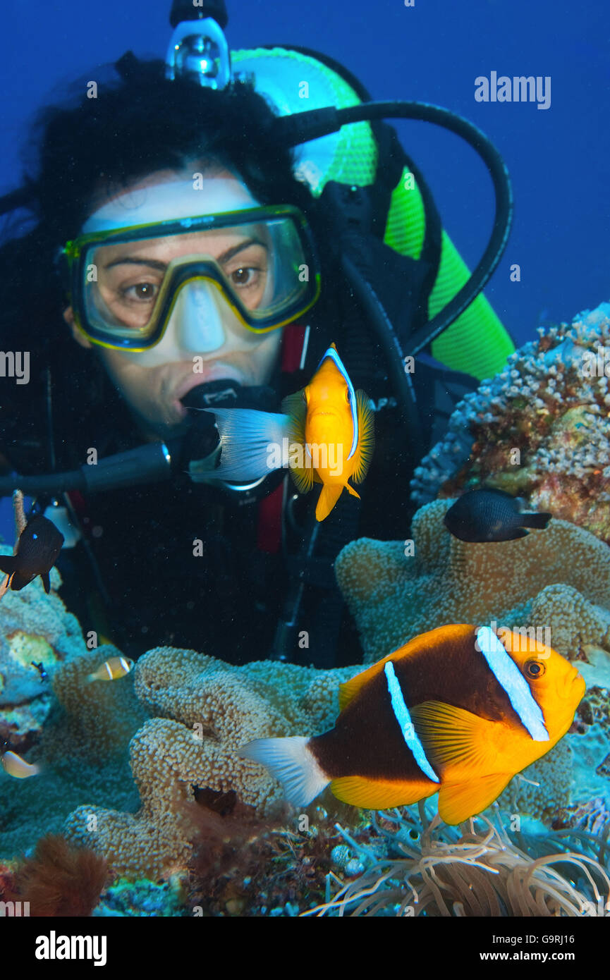 Clark's Anemonefish, Yap, Micronesia, westrn pacific Stock Photo - Alamy