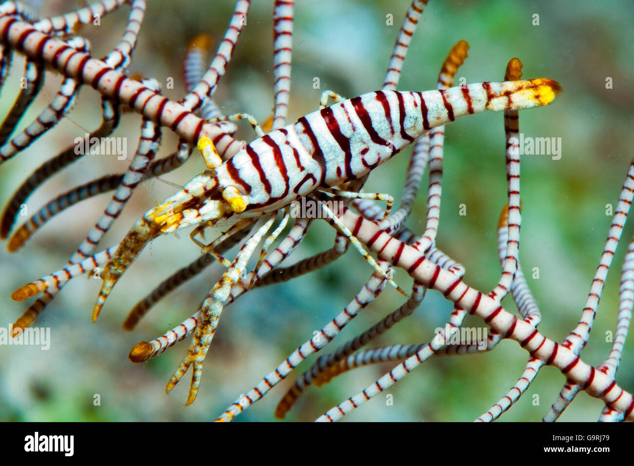 Crinoid shrimp hi-res stock photography and images - Alamy