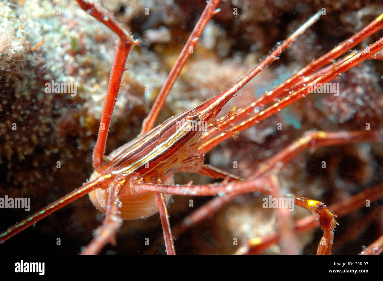 Atlantic arrow crabs hi-res stock photography and images - Alamy