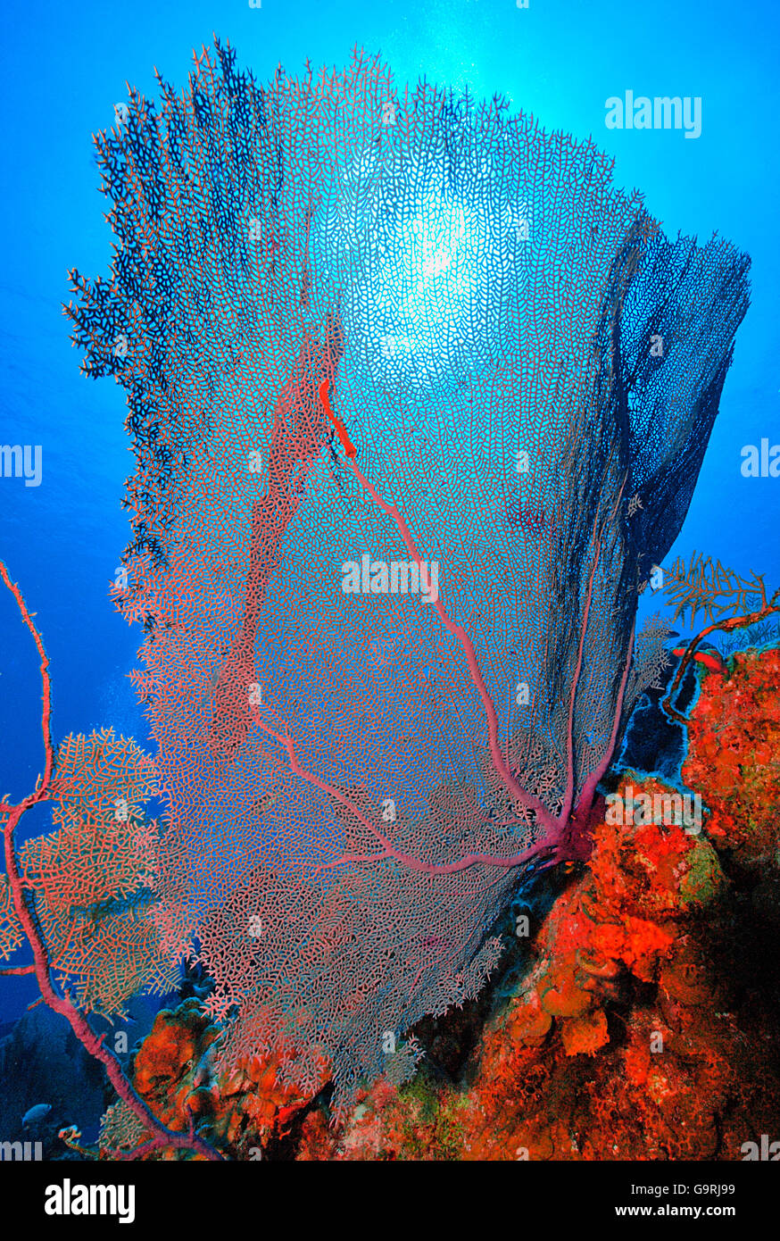 Caribbean common sea fan, Gorgonia / (Gorgonia ventalina Stock Photo ...