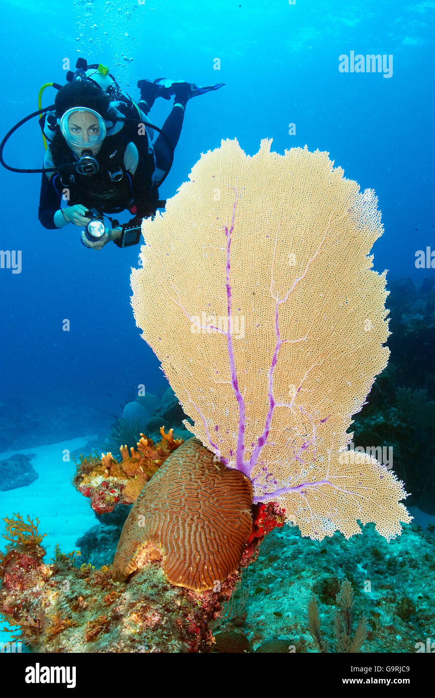 Diver and Caribbean common sea fan / (Gorgonia ventalina Stock Photo ...