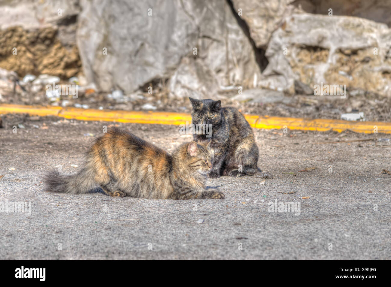 wild cats on the road in hdr effect Stock Photo - Alamy