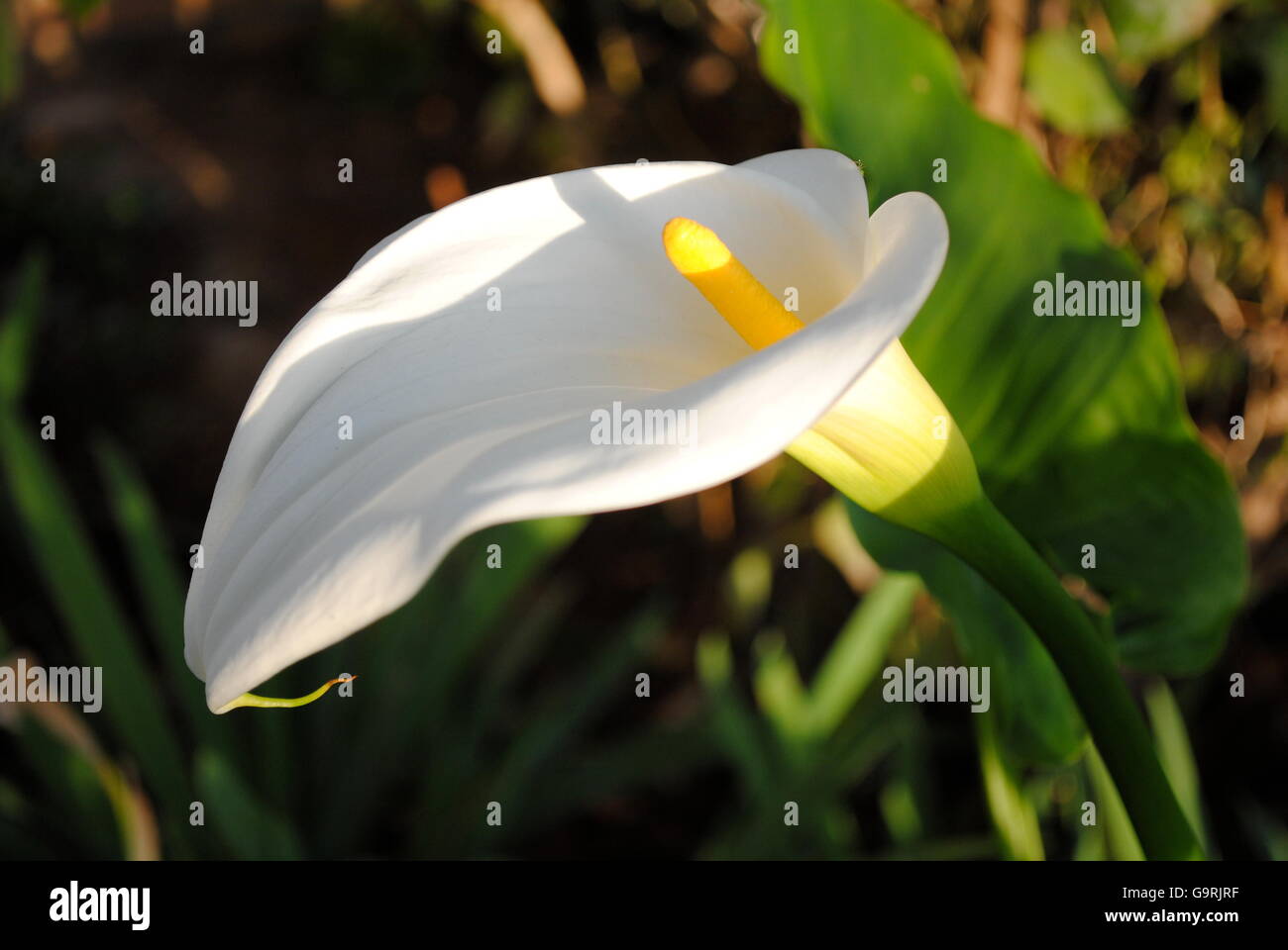 Calla lilly hi-res stock photography and images - Alamy