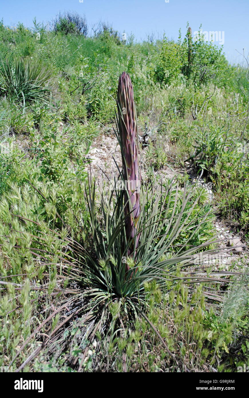 Yuca hi-res stock photography and images - Alamy