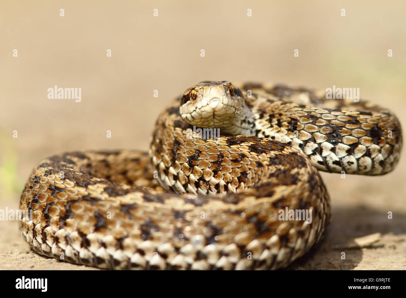 Furious snake hi-res stock photography and images - Alamy
