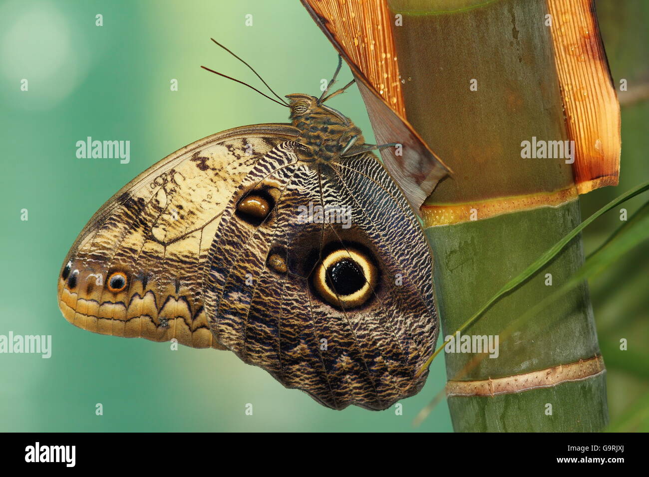 forest giant owl butterfly ( Caligo eurilochus ) , macro shot Stock ...