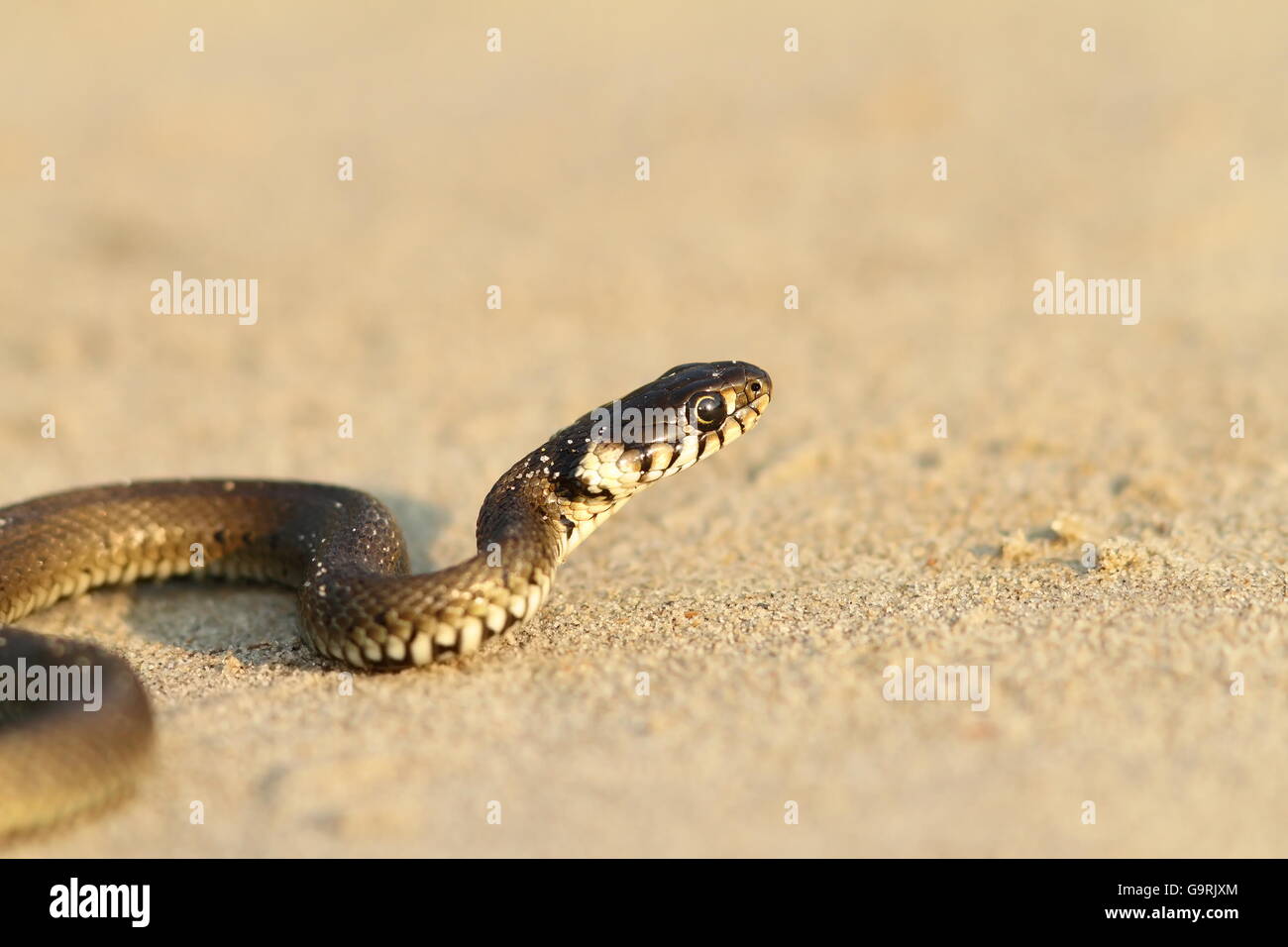 Small snake on the beach hi-res stock photography and images - Alamy