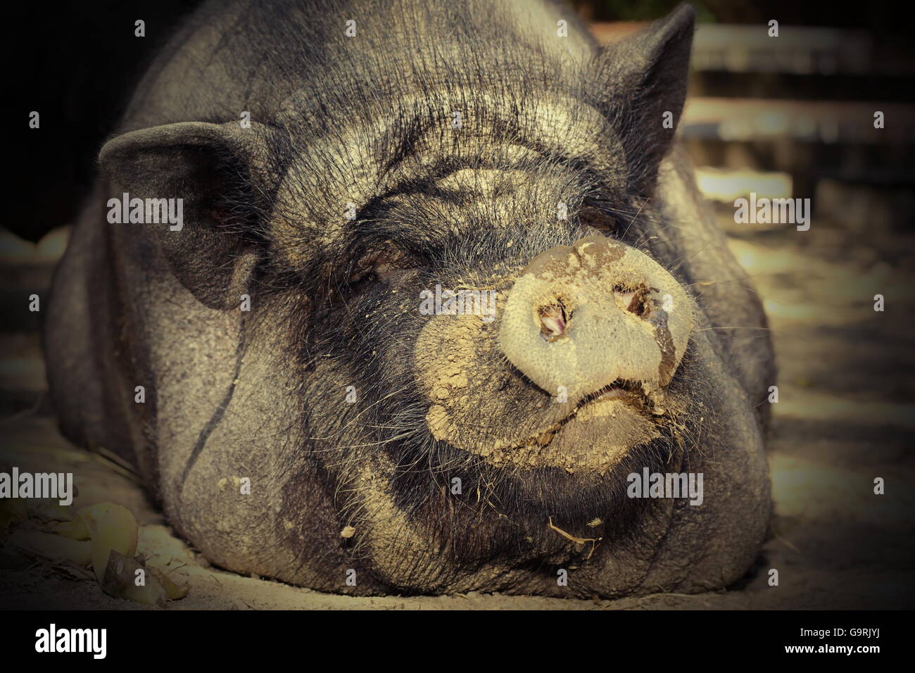 portrait of huge dirty pig laying on ground at the farm Stock Photo - Alamy