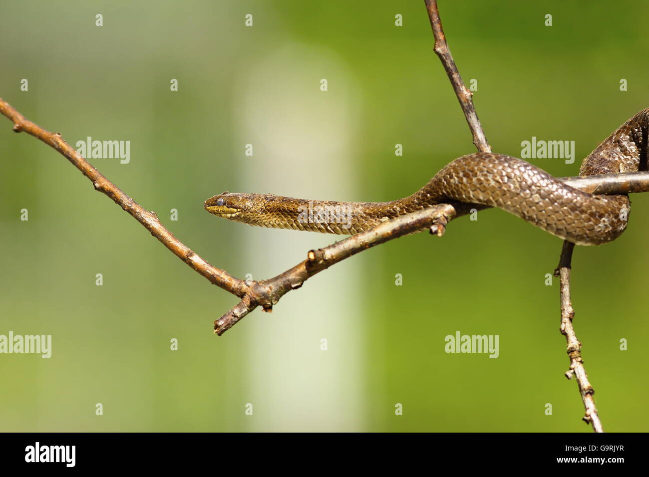 Smooth snake hi-res stock photography and images - Alamy